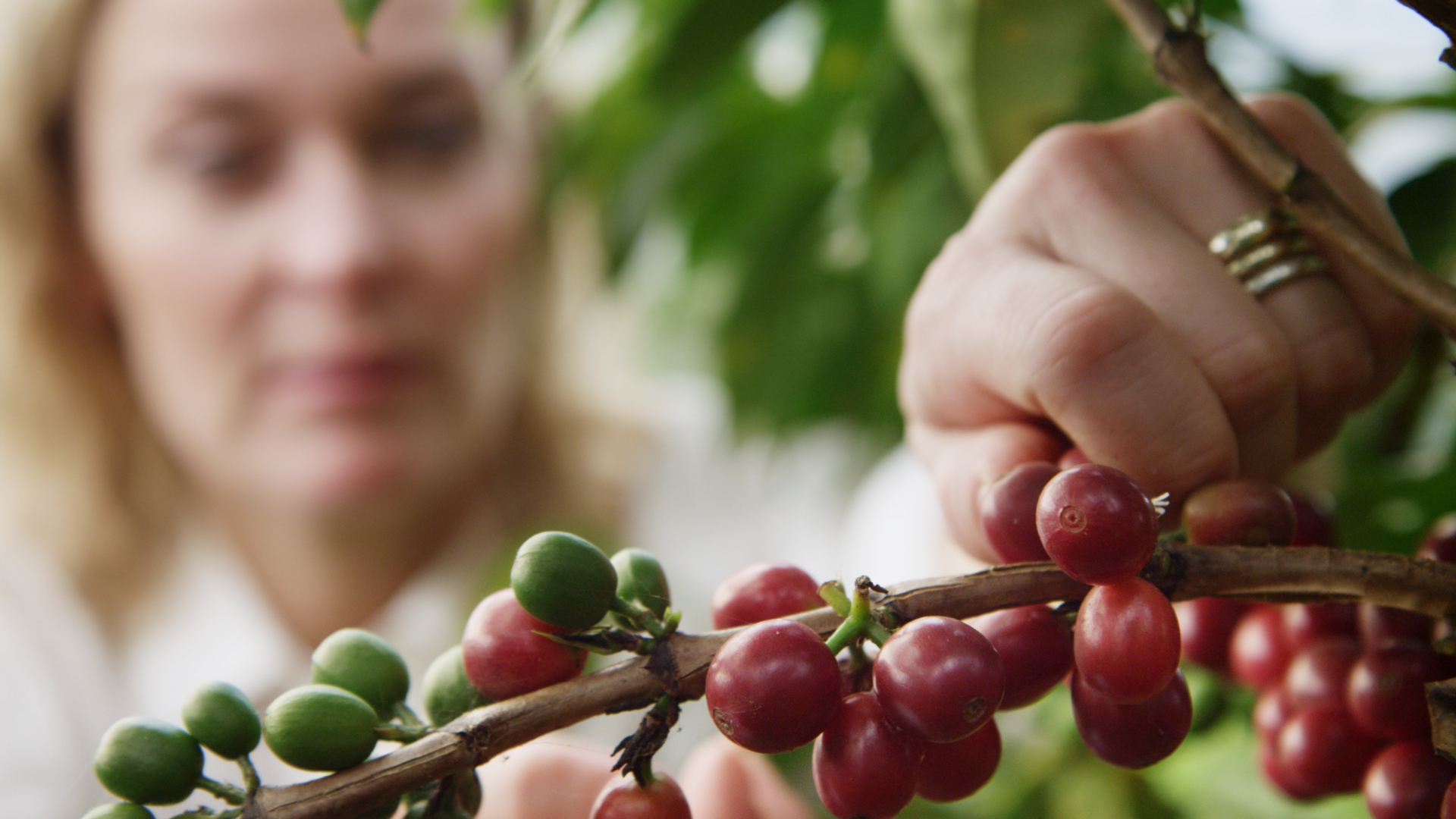 Den sosiale oljen #3: Kaffeplukking – et håndarbeid | Alt du vil vite ...