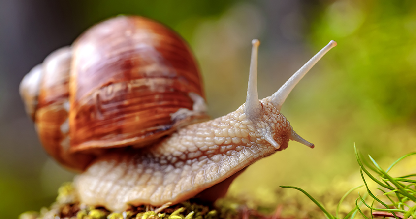 Kafferust: Kan snegler bekjempe sykdommen? | Alt du vil vite om kaffe