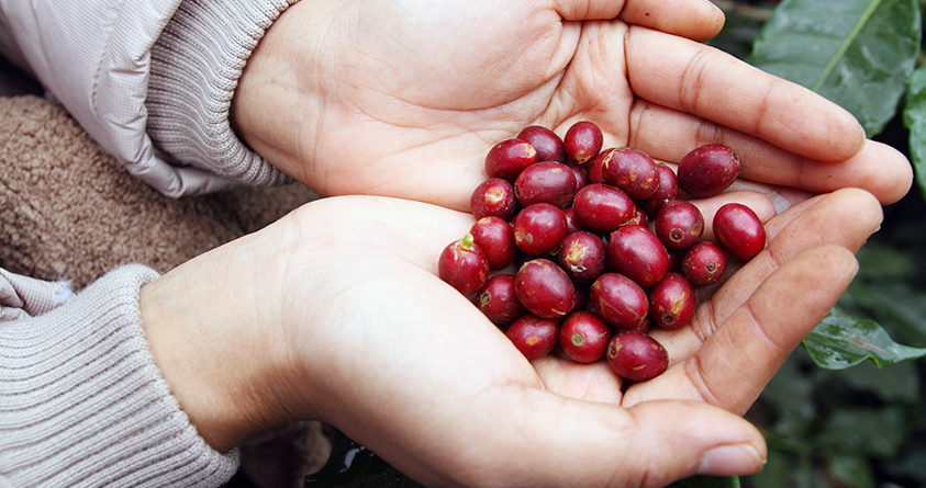 Millenniumstrender innen kaffe | Alt du vil vite om kaffe