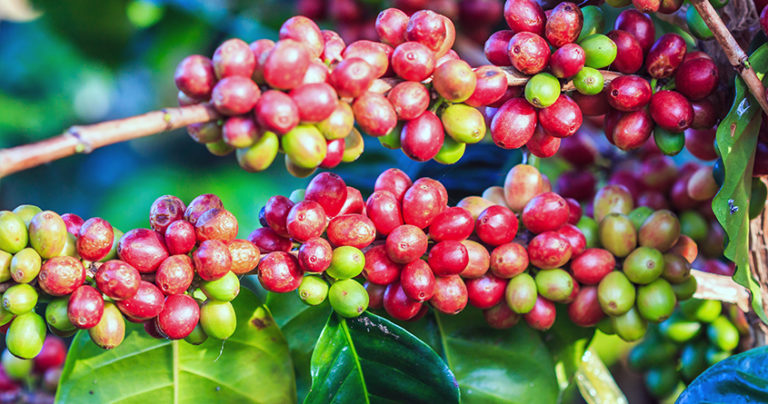 Kan Coffea stenophylla bli den neste arabica? | Alt du vil vite om kaffe