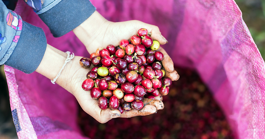 Batian – en ny generasjon kenyansk kaffe | Alt du vil vite om kaffe